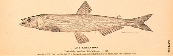 Vanishing Eulachon | Northwest Coast Archaeology