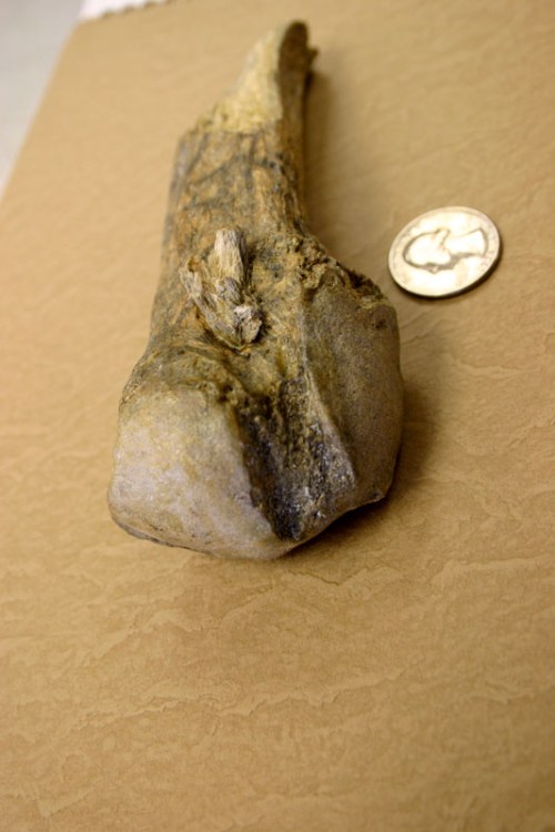 Yank that sucker out! | Northwest Coast Archaeology