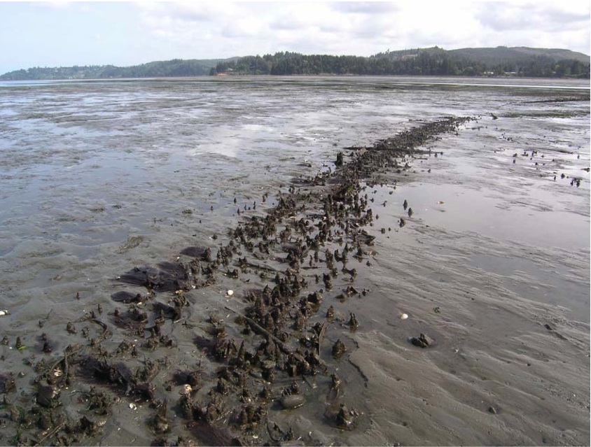 Oregon’s weird weirs | Northwest Coast Archaeology