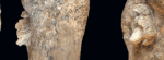 Manis Mastodon: a 13,800 year old Archaeological Site on the Northwest ...
