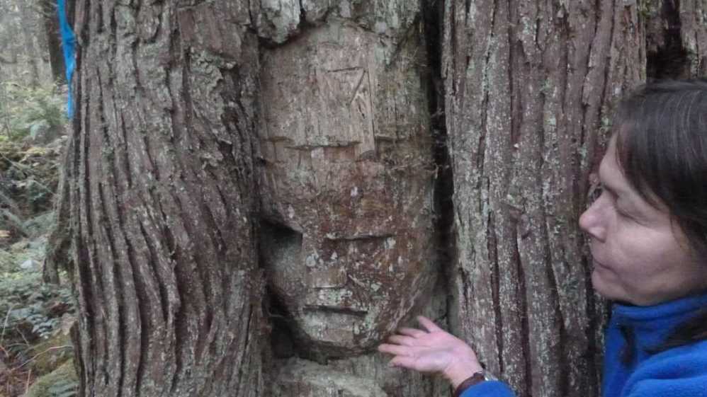 Culturally Modified Tree | Northwest Coast Archaeology