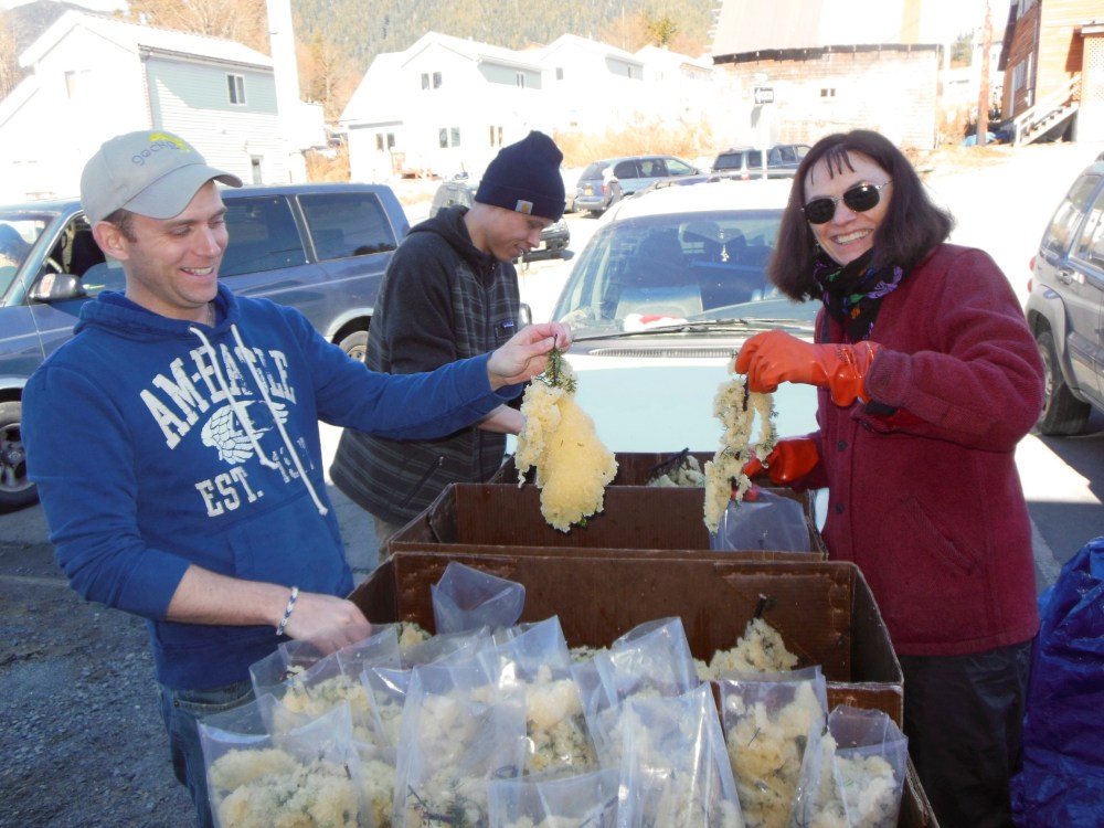 Herring Spawn and Beyond | Northwest Coast Archaeology