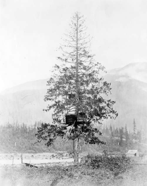 Tree Cache | Northwest Coast Archaeology